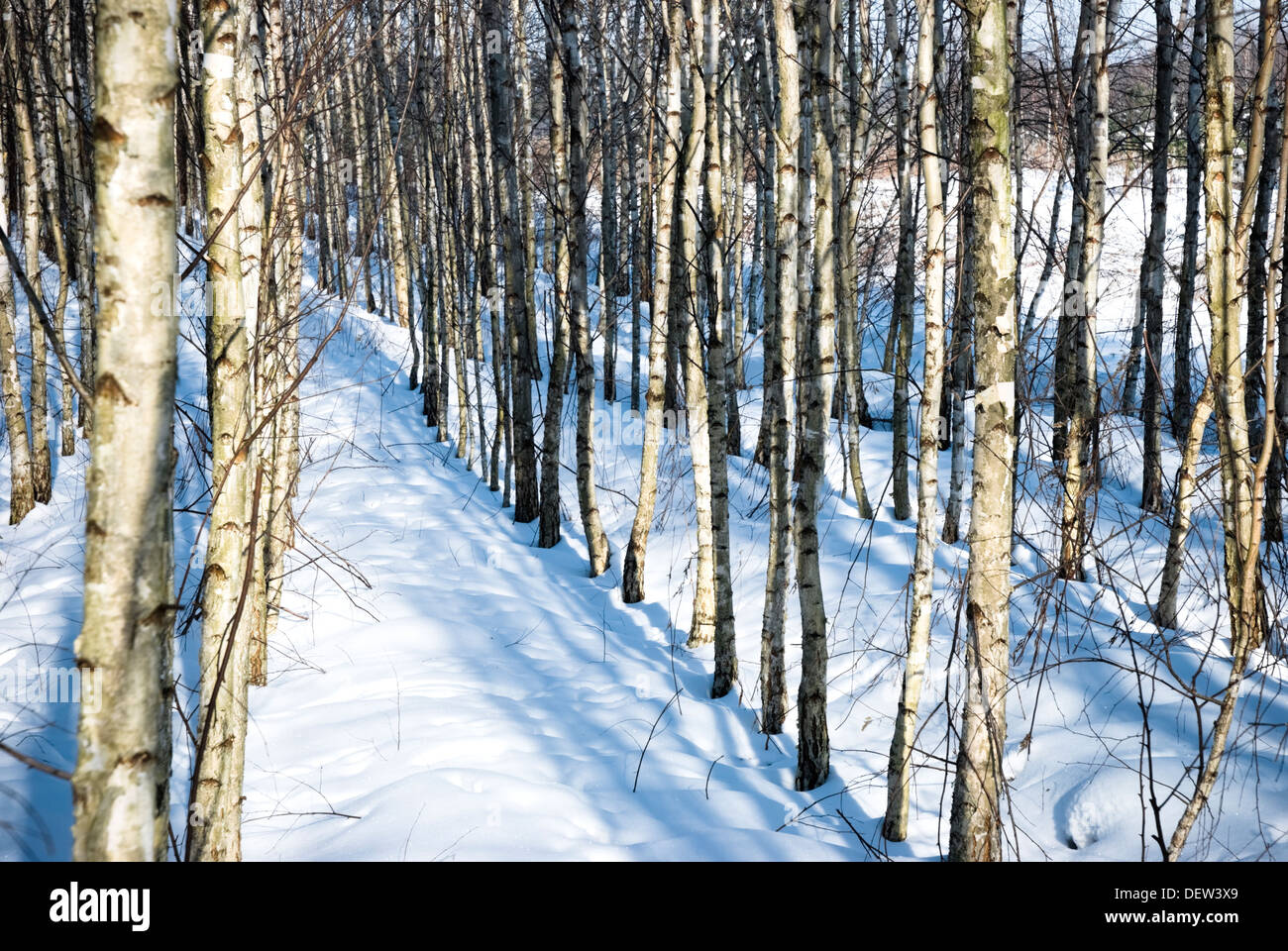Cool birch hi-res stock photography and images - Alamy