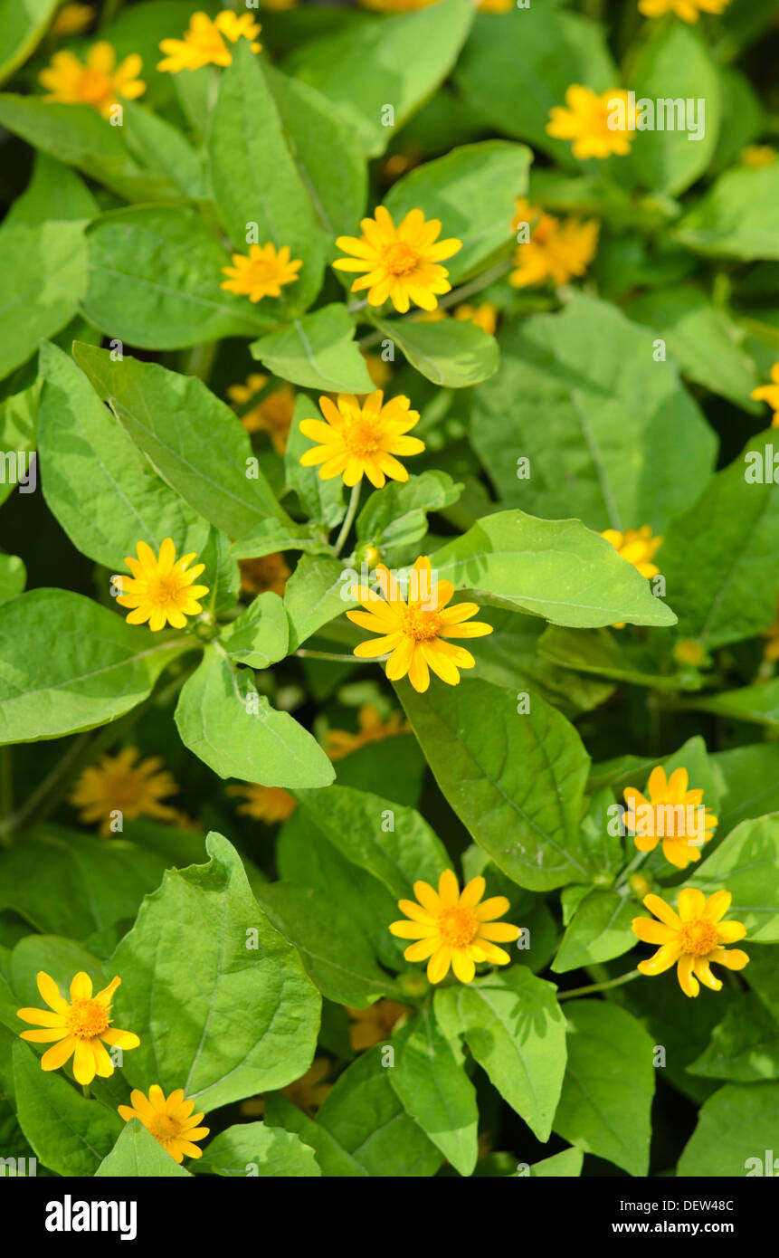 Melampodium paludosum 'Derby' Stock Photo - Alamy
