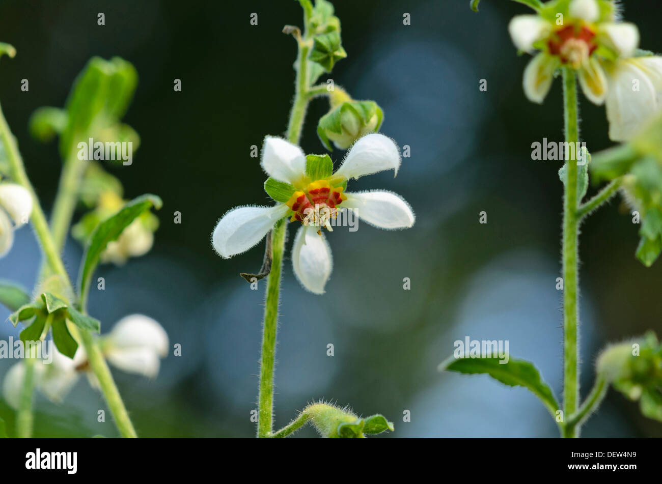 Plants loasaceae hi-res stock photography and images - Alamy