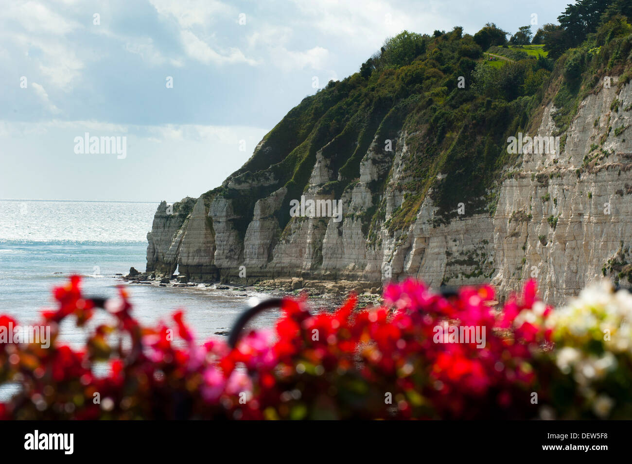 White cliffs on Jurassic Coast at Beer, Devon, England Stock Photo - Alamy