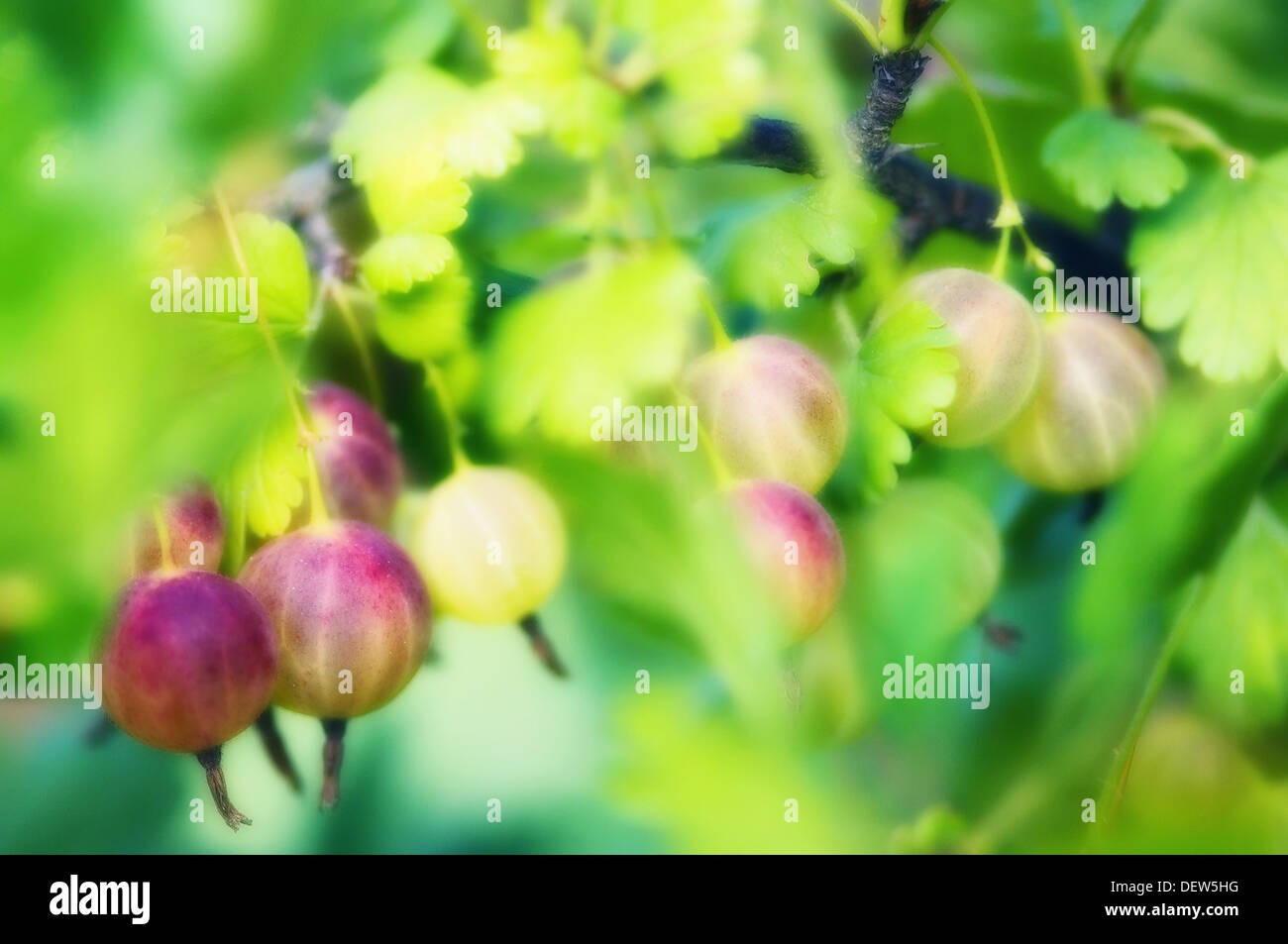 American gooseberries hi-res stock photography and images - Alamy