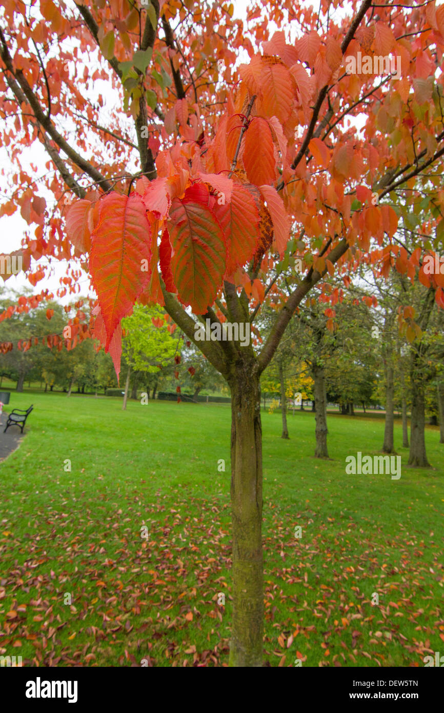 Autumn leaves and rusty coloured leaves bringing in Autumn to Glasgow ...