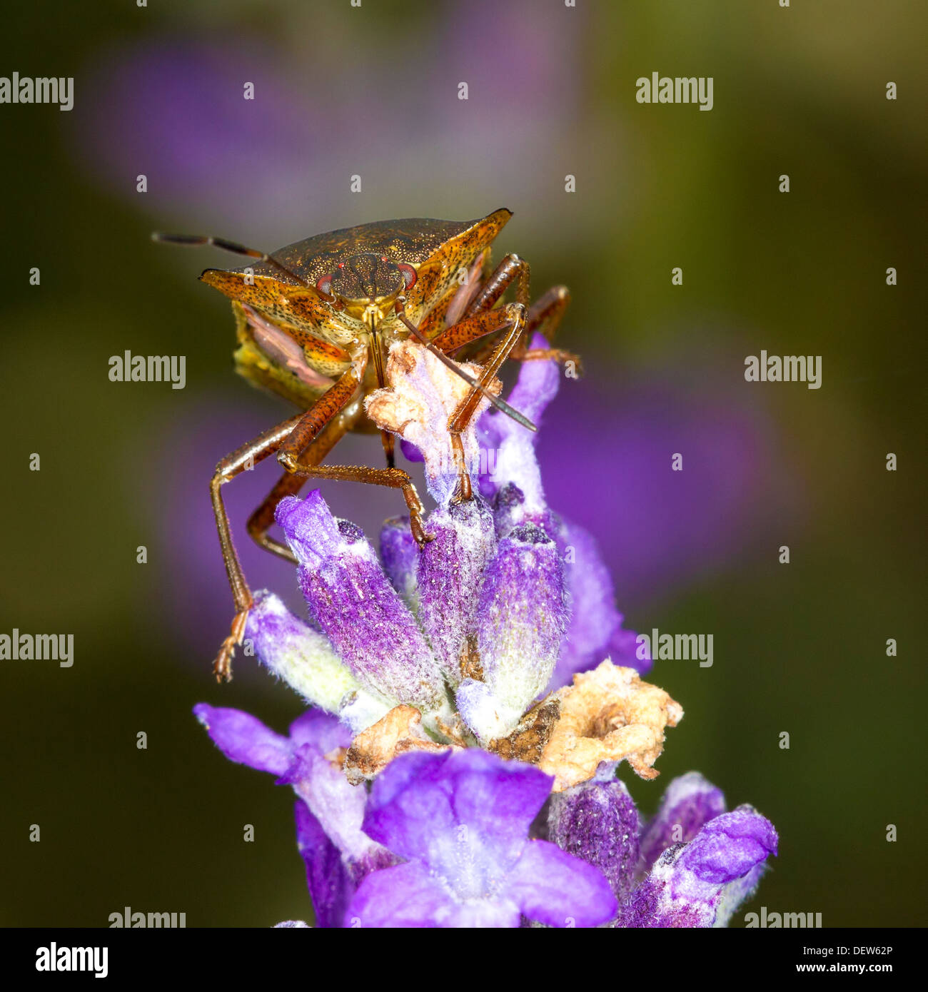 Shield Bug.Pentatoma rufipes (Pentatomidae Stock Photo - Alamy