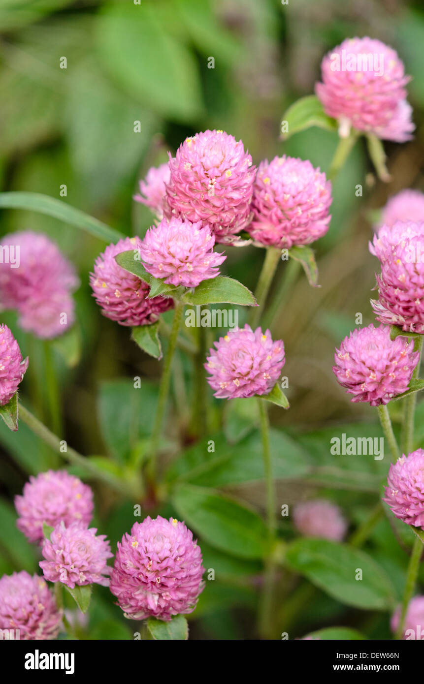 Globe amaranth (Gomphrena globosa 'Las Vegas Pink' Stock Photo - Alamy