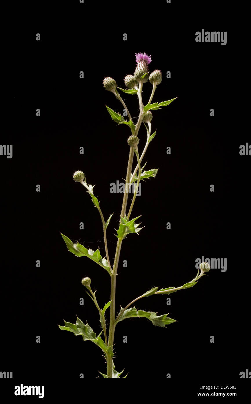 Creeping Thistle (Cirsium arvense Stock Photo - Alamy