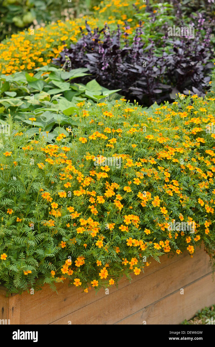 Signet marigold (Tagetes tenuifolia Stock Photo - Alamy