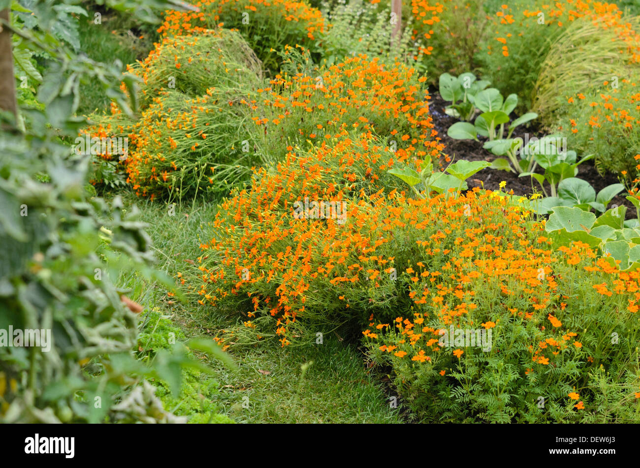 Signet marigold (Tagetes tenuifolia Stock Photo - Alamy