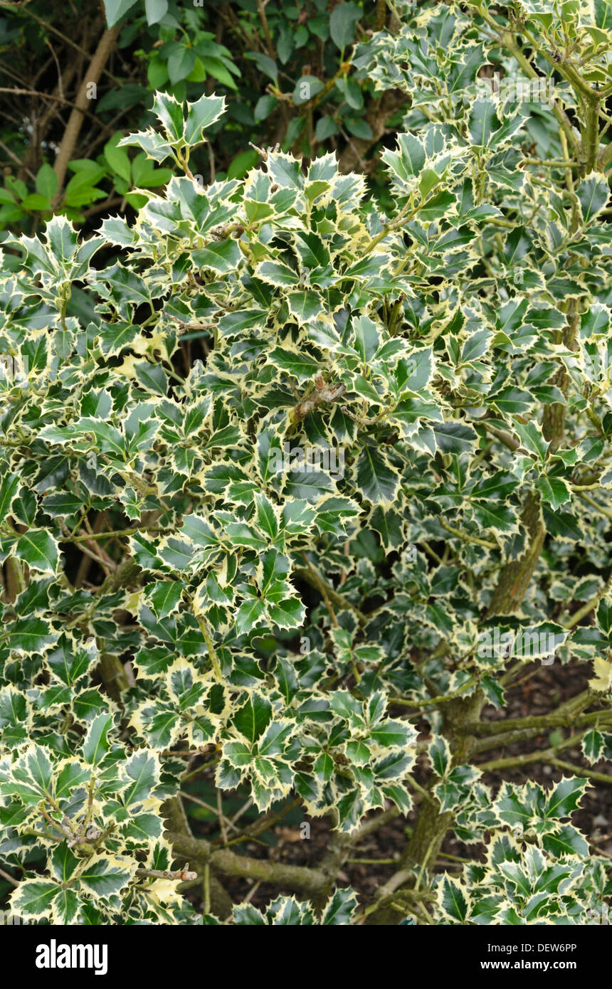 Variegated holly ilex aquifolium hi-res stock photography and images ...