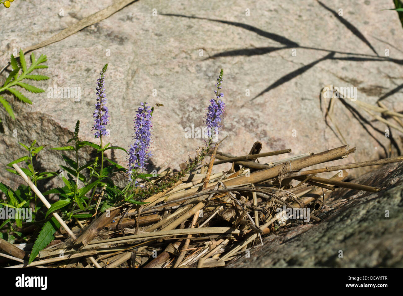 Long-leaved Speedwell with Hoover fly Stock Photo - Alamy