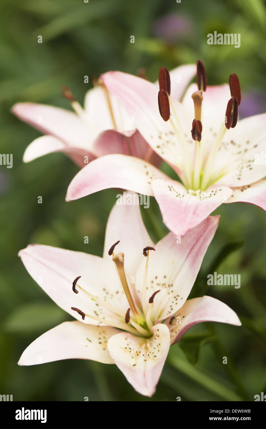 Light pink asiatic lily lilium hybrid hi-res stock photography and ...