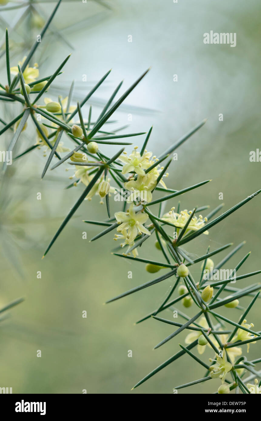 Aphyllus hi-res stock photography and images - Alamy