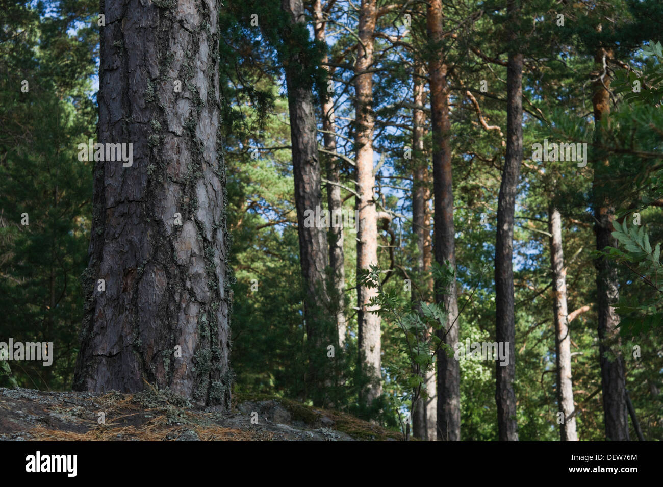 Old pine tree in the forest Stock Photo - Alamy