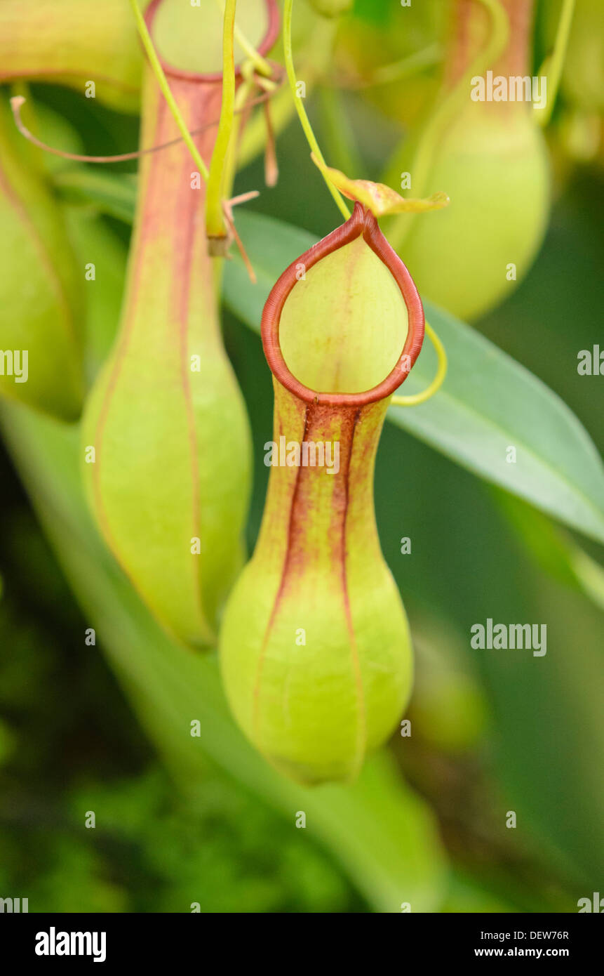 Pitcher plant (Nepenthes alata Stock Photo - Alamy