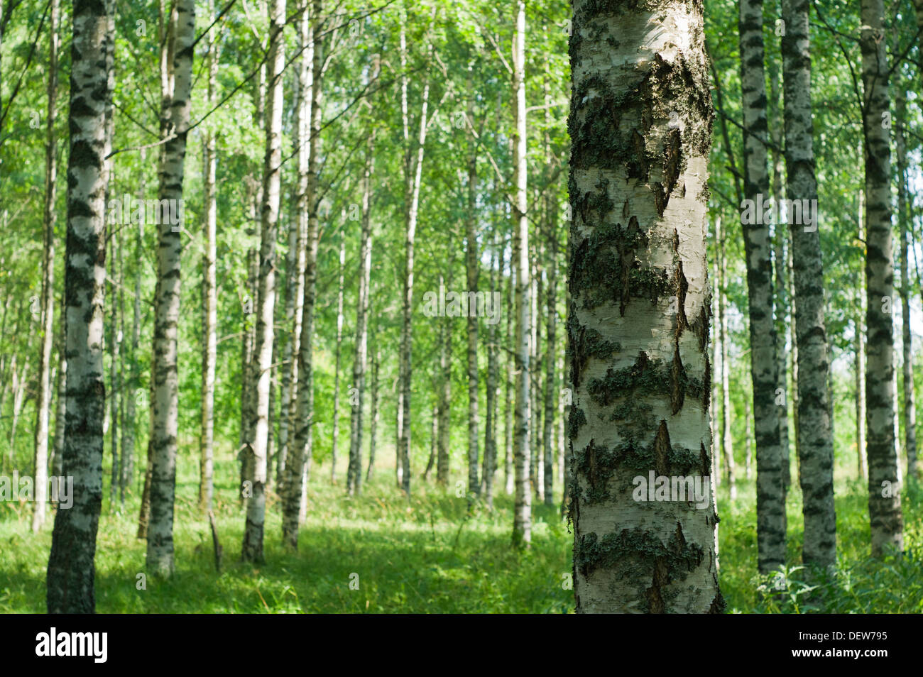 Birch tree forest in Finland Stock Photo - Alamy