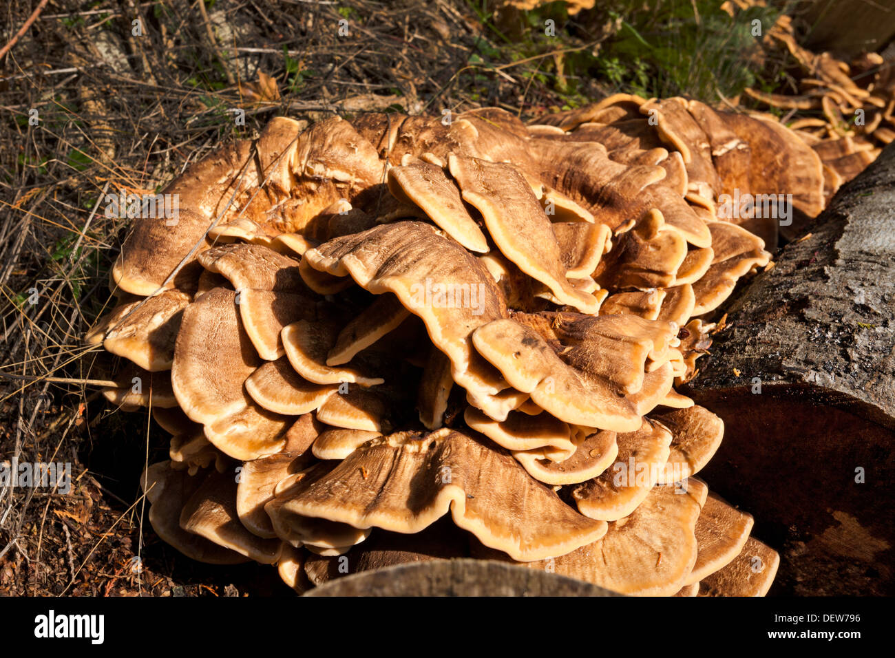 Chicken fungi hi-res stock photography and images - Alamy
