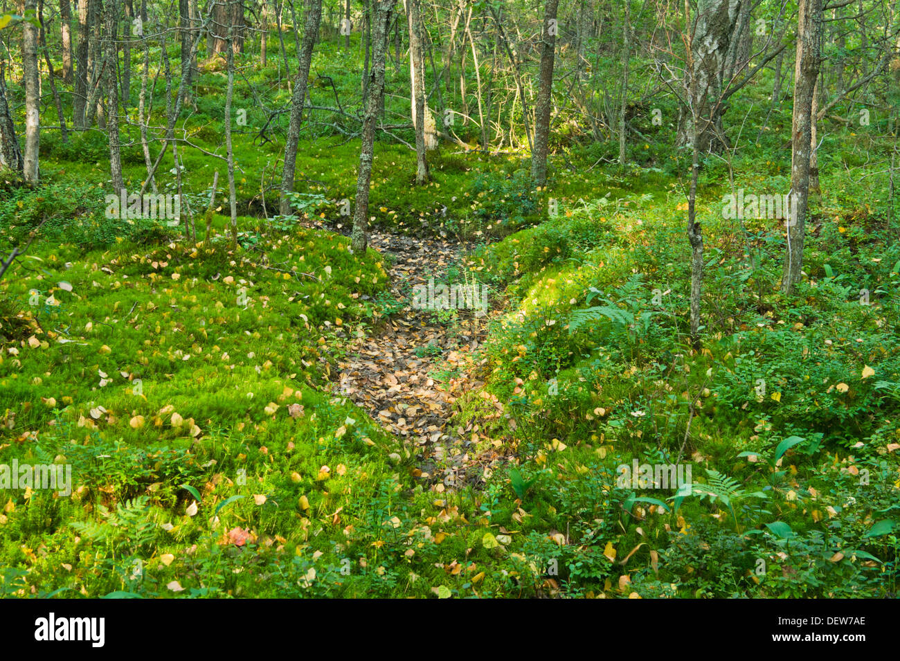 Ferns moss on forest floor hi-res stock photography and images - Alamy