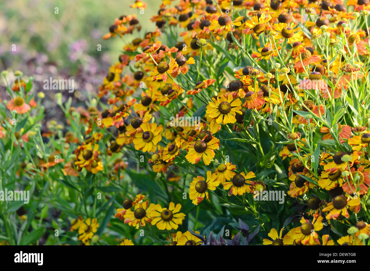 Helenium plants hi-res stock photography and images - Alamy