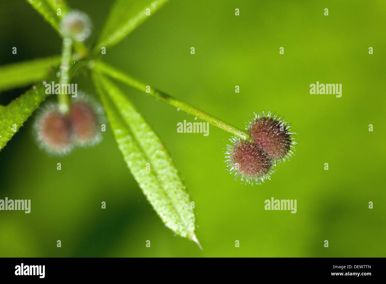 Galium spurium hi-res stock photography and images - Alamy