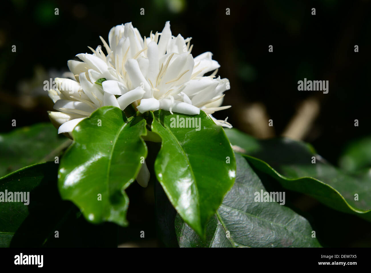 Arabica Coffee Flowering Stock Photo - Alamy