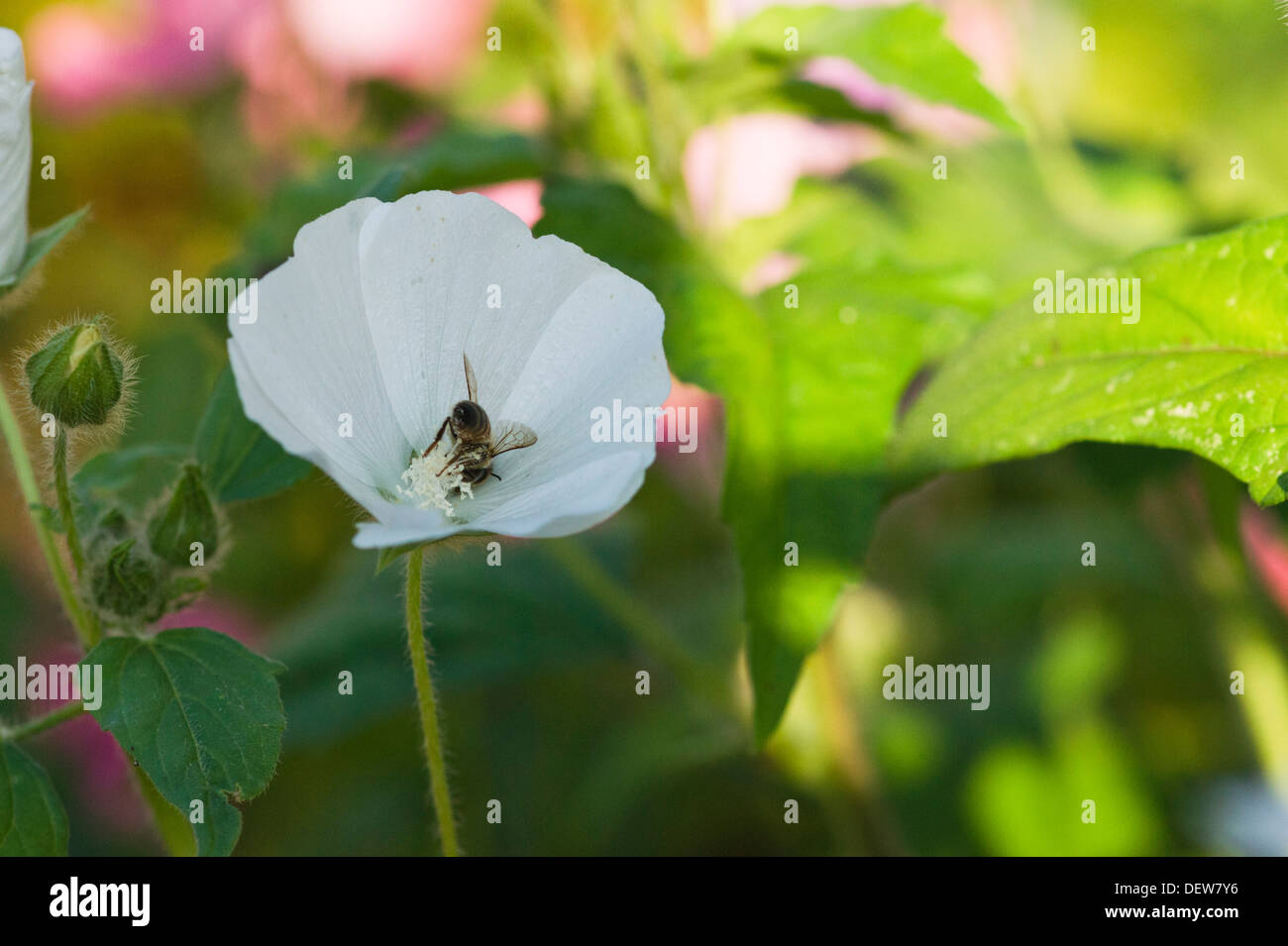 White Hollyhocke with a honey bee Stock Photo - Alamy
