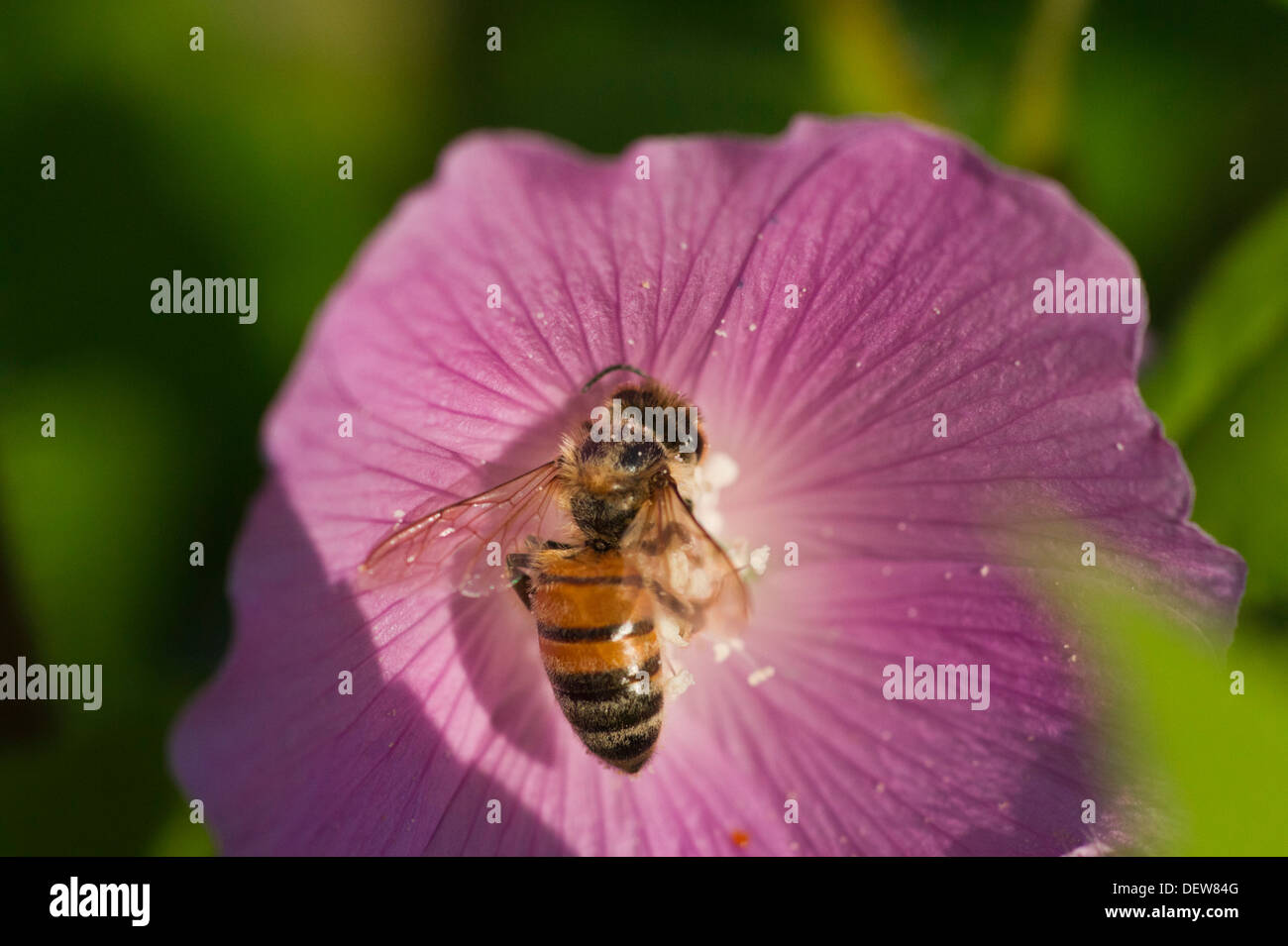 Honey Bee in Pink Common Hollyhock Stock Photo - Alamy