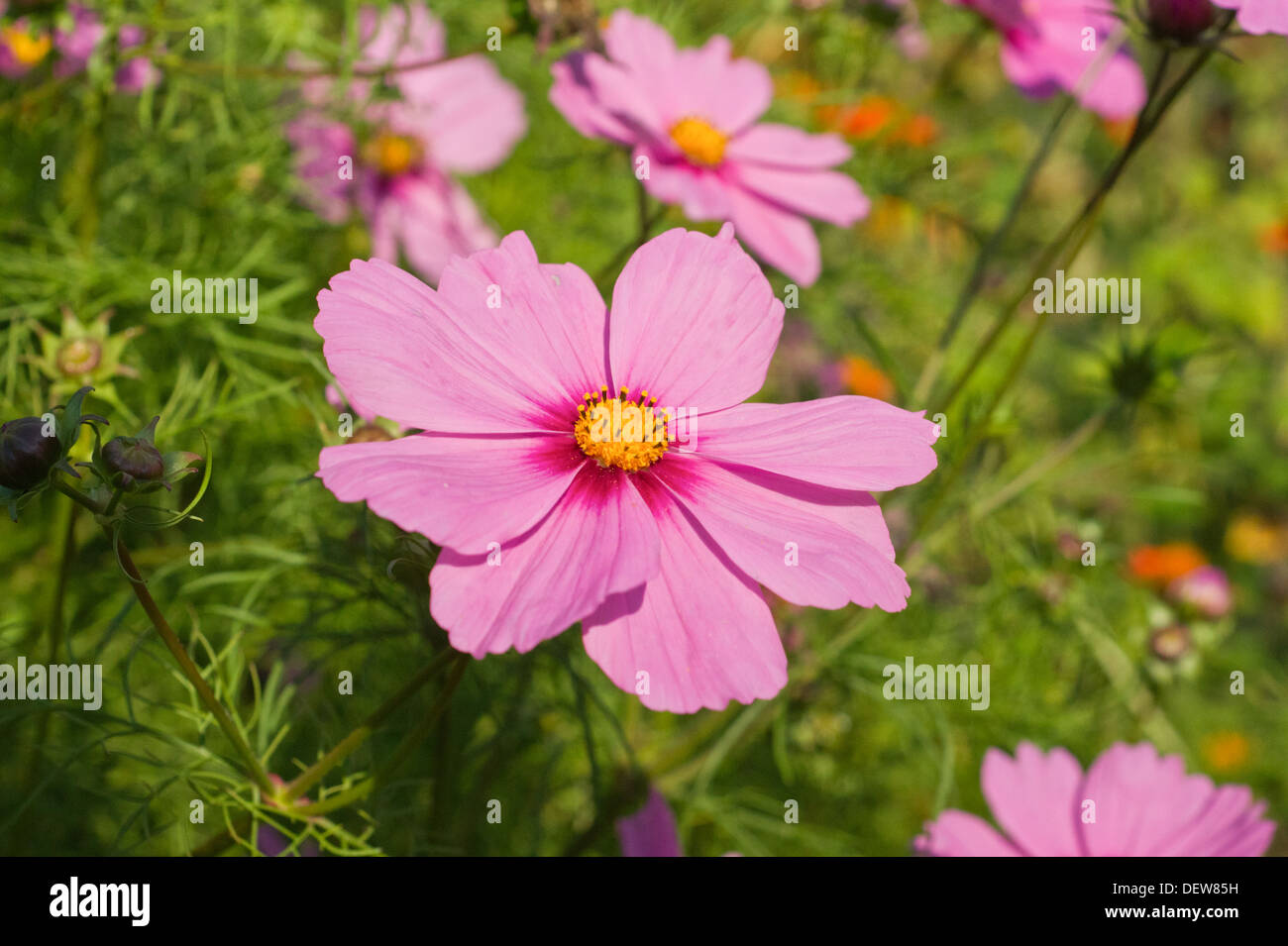Bright Pink Cosmos Flowers Stock Photo - Alamy