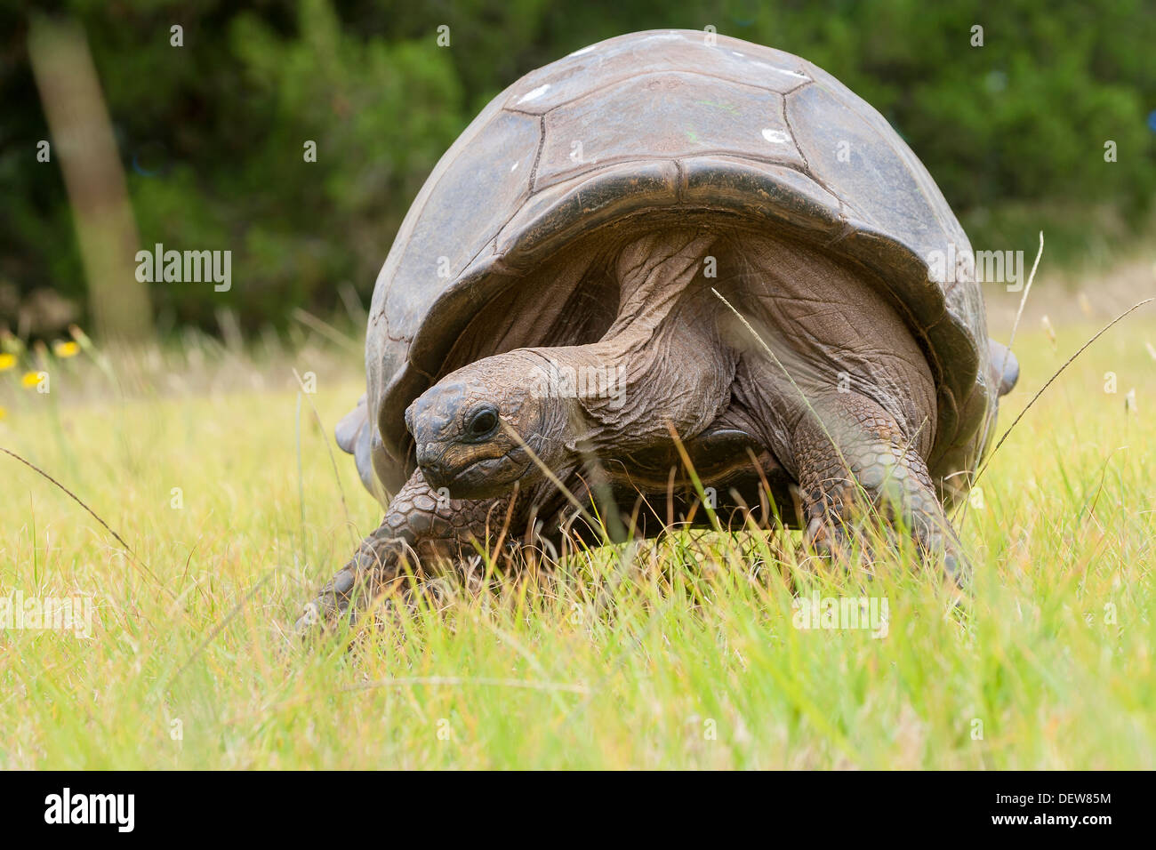 Governor's house st helena hi-res stock photography and images - Alamy