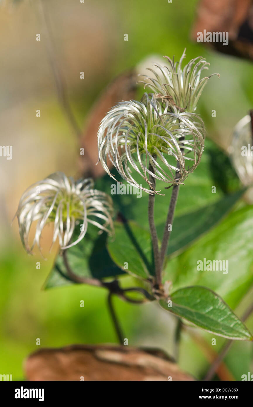 Seeds plant flora garden nature hi-res stock photography and images - Alamy