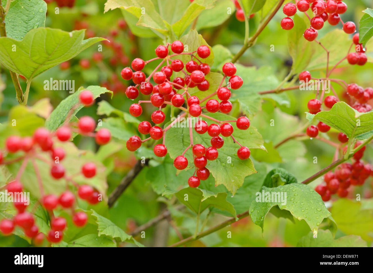 Guelder rose viburnum viburnum opulus hi-res stock photography and ...