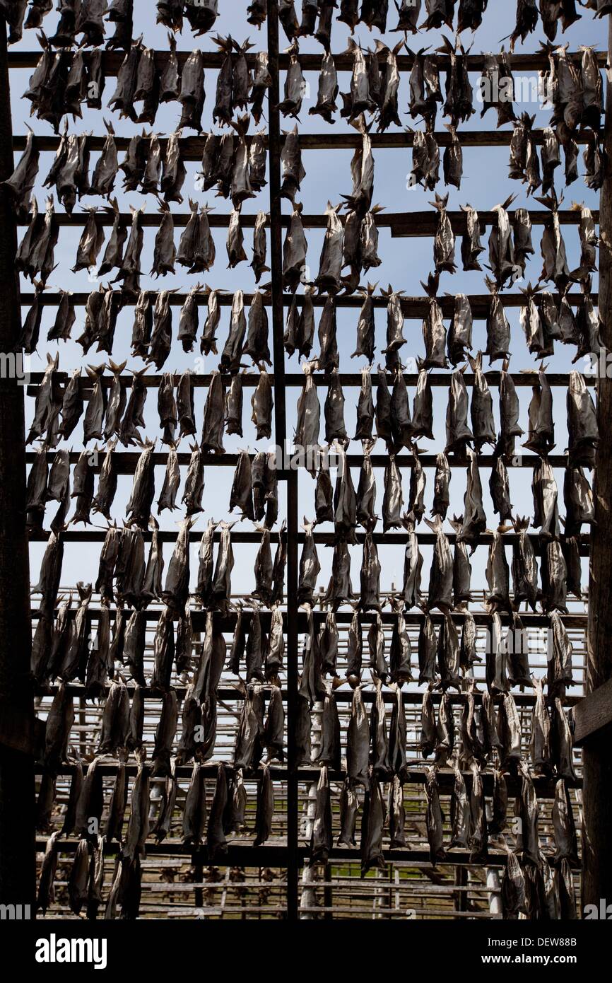 Cod fish drying on flake hi-res stock photography and images - Alamy