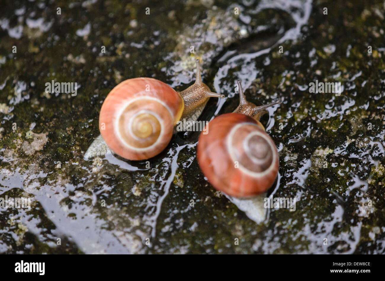 White-lipped snail (Cepaea hortensis Stock Photo - Alamy