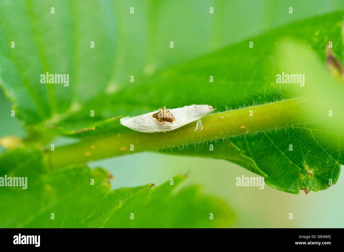 Empty cocoon hi-res stock photography and images - Alamy
