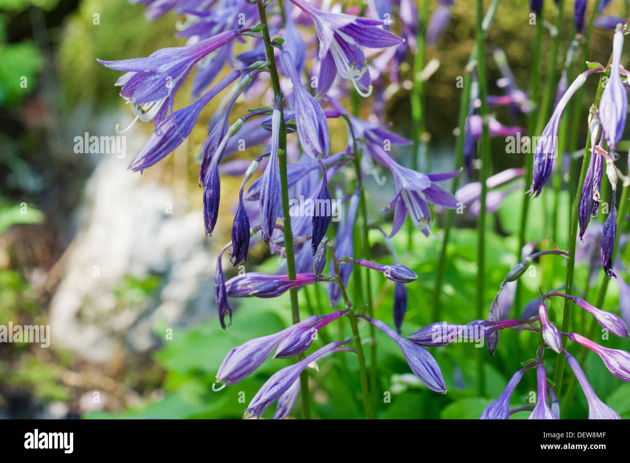 Blue Hosta Minor flowers in garden Stock Photo - Alamy