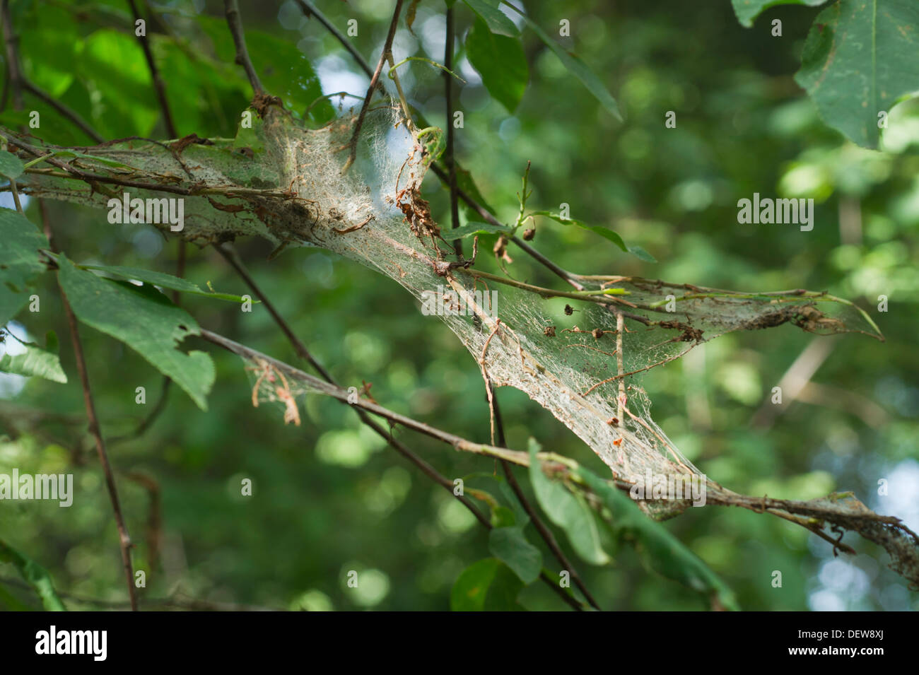 Caterpillars in their web hi-res stock photography and images - Alamy