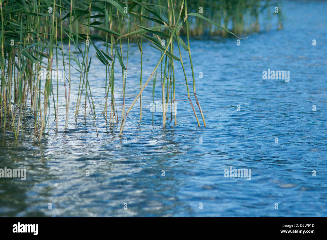 Reed growing on the coast of the Baltic sea Stock Photo - Alamy