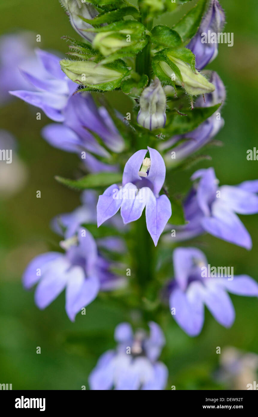 Great blue lobelia (Lobelia siphilitica Stock Photo - Alamy
