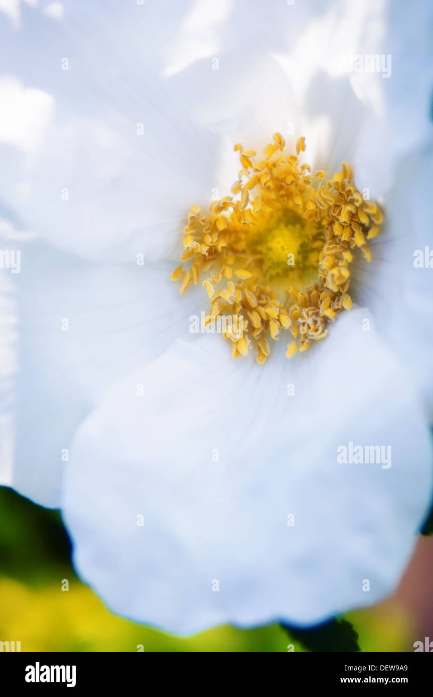 Alba rose hi-res stock photography and images - Alamy