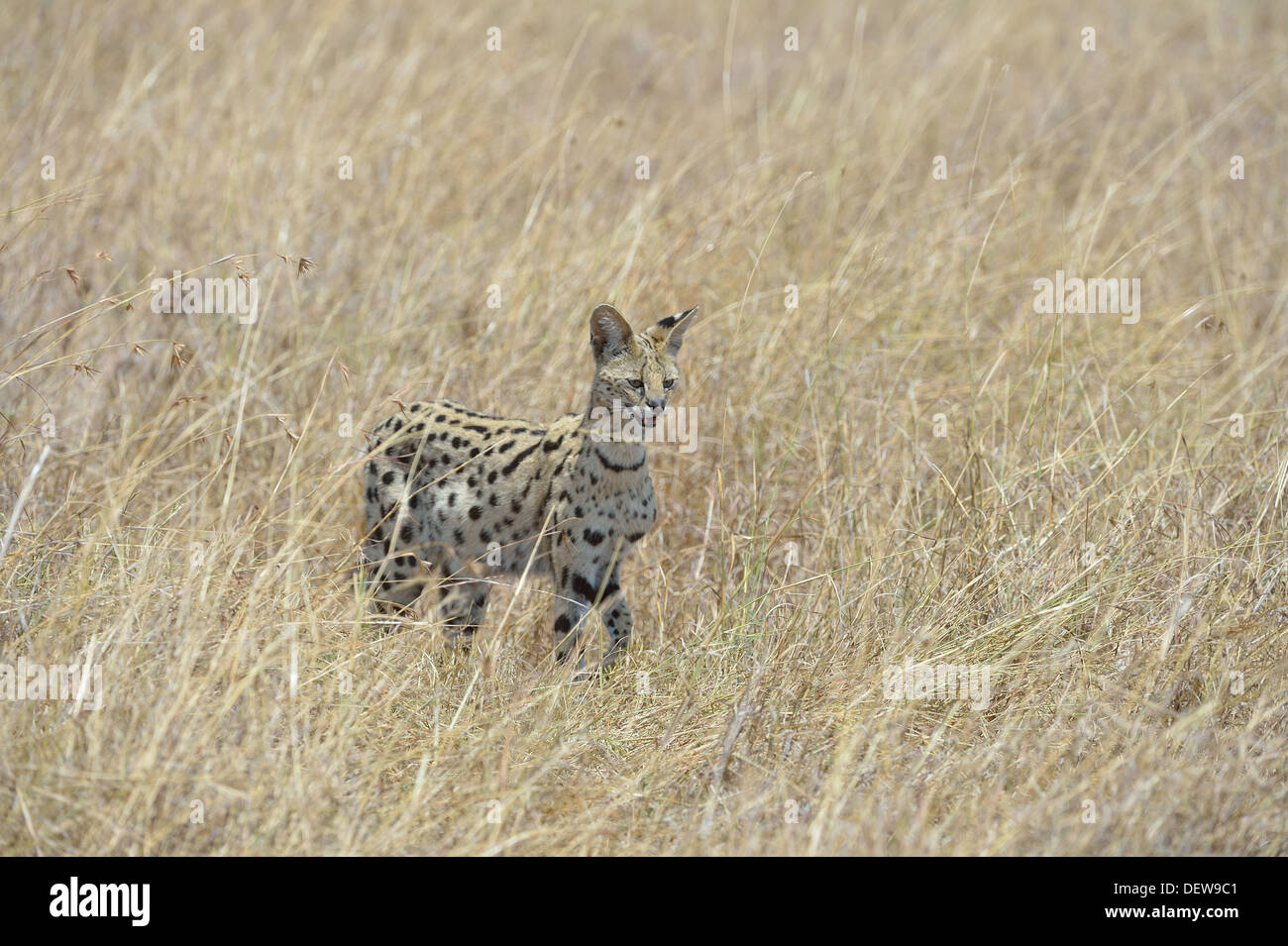 Serval (Leptailurus serval - Felis serval) hunting in the tall grass of ...