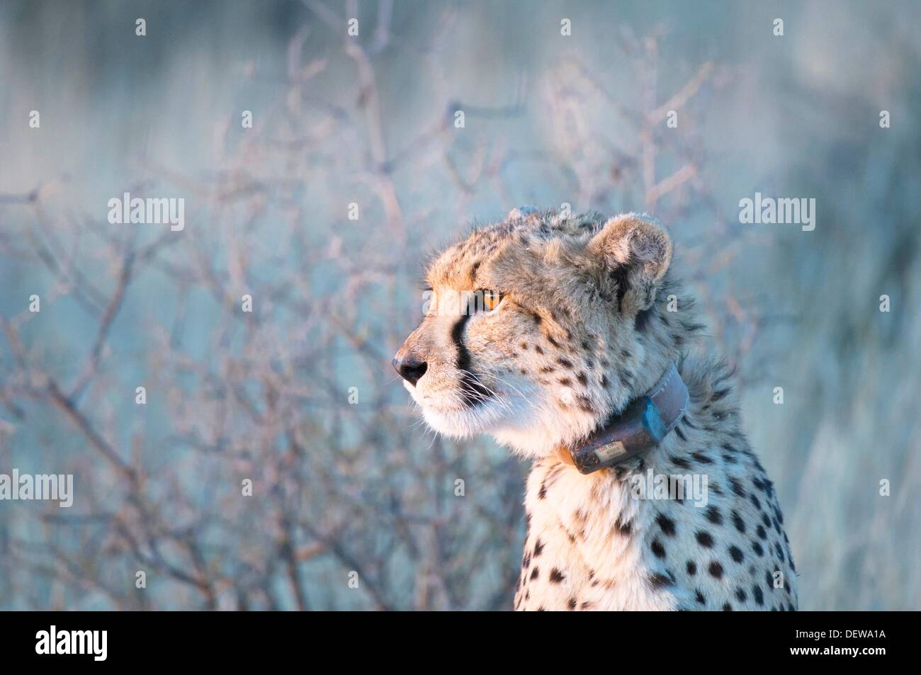 Cheetah head image hi-res stock photography and images - Alamy