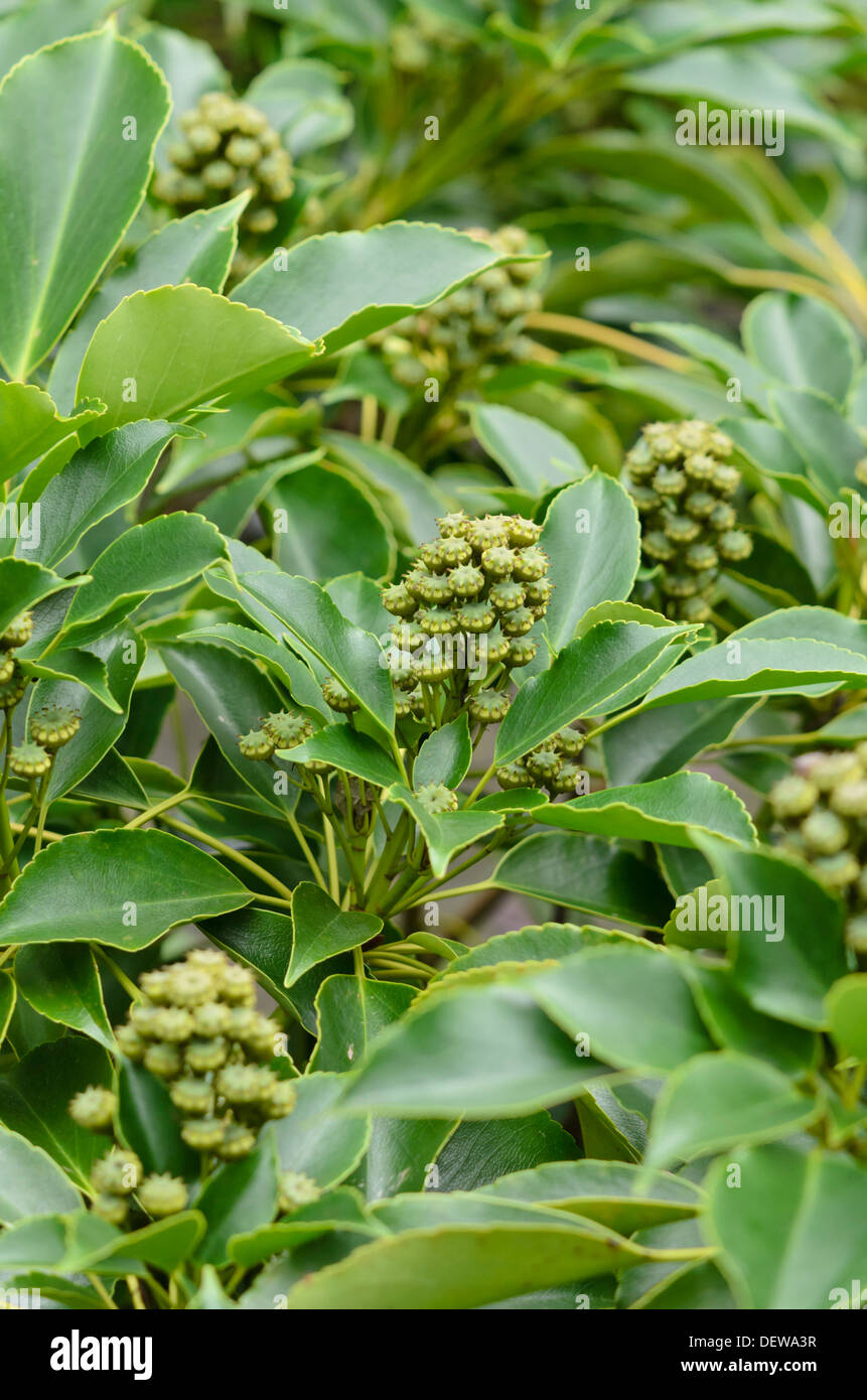 Wheel tree (Trochodendron aralioides Stock Photo - Alamy
