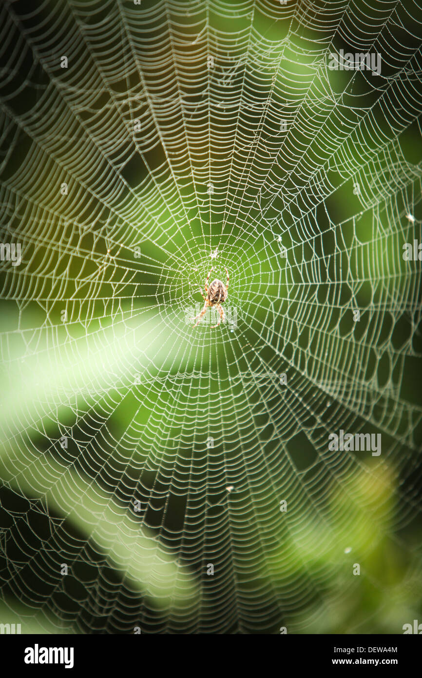 A spider web in a garden Stock Photo - Alamy