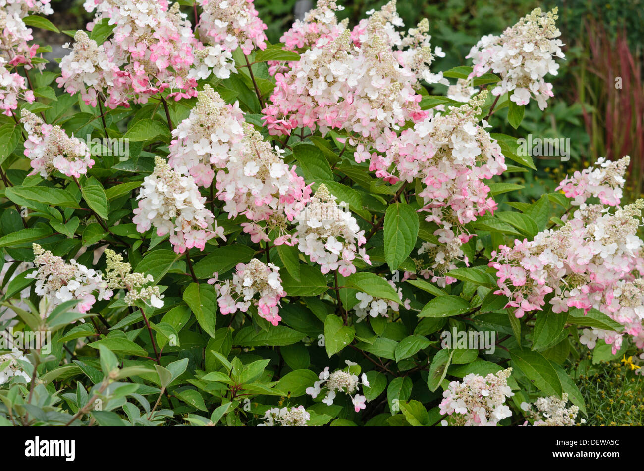 Panicle hydrangea (Hydrangea paniculata 'Magical Fire' Stock Photo - Alamy