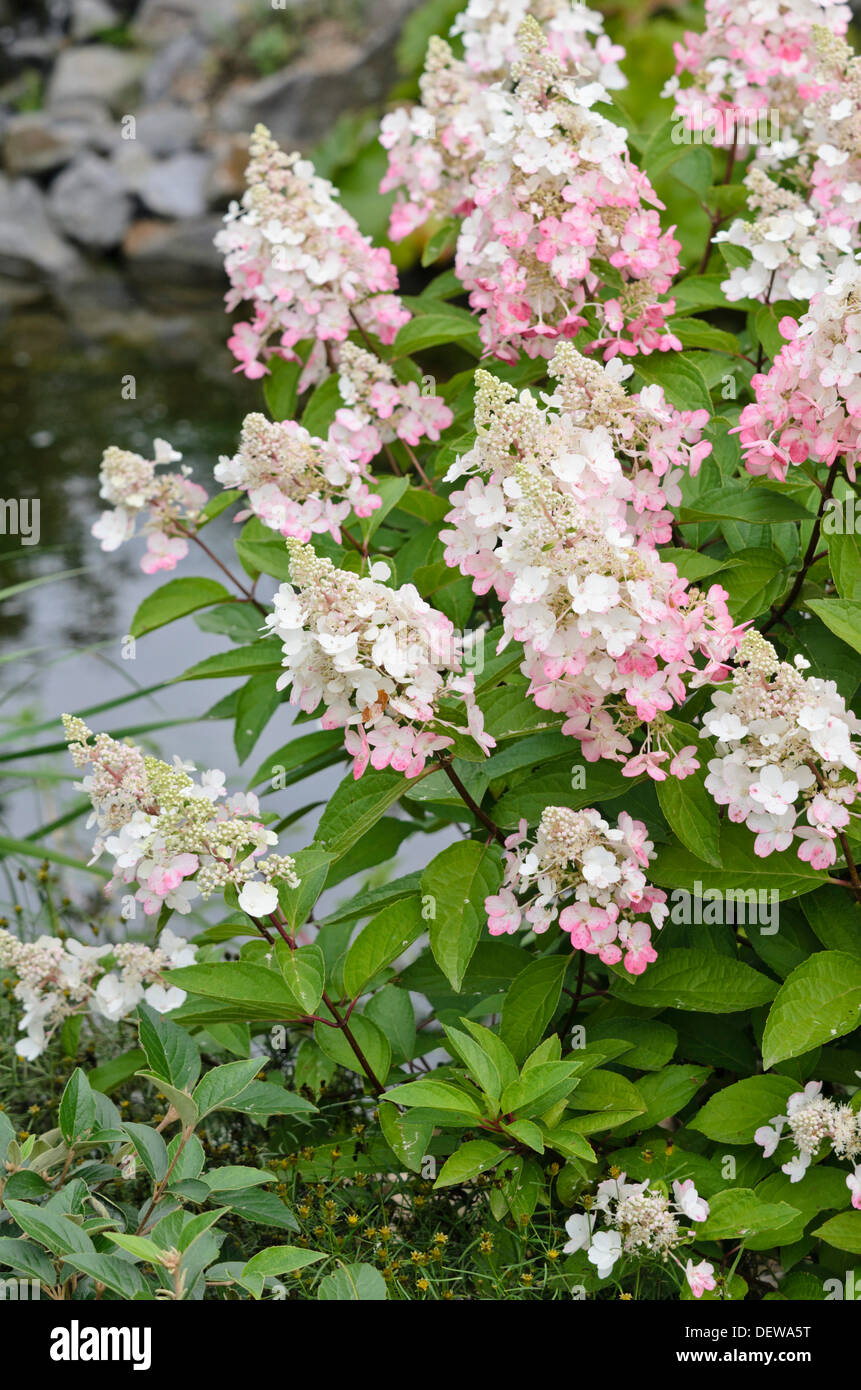 Panicle hydrangea (Hydrangea paniculata 'Magical Fire' Stock Photo - Alamy