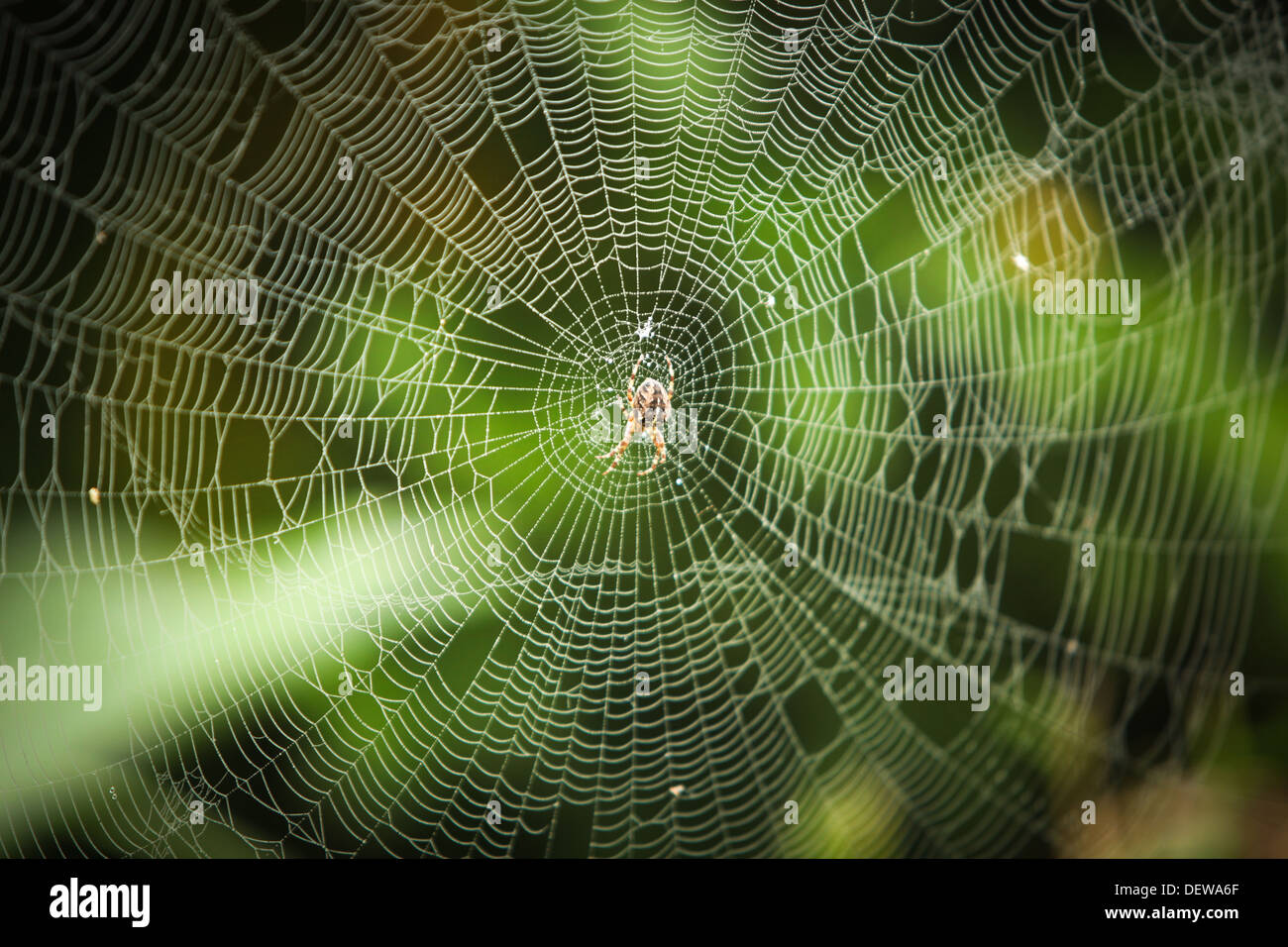 Use of spider web hi-res stock photography and images - Alamy