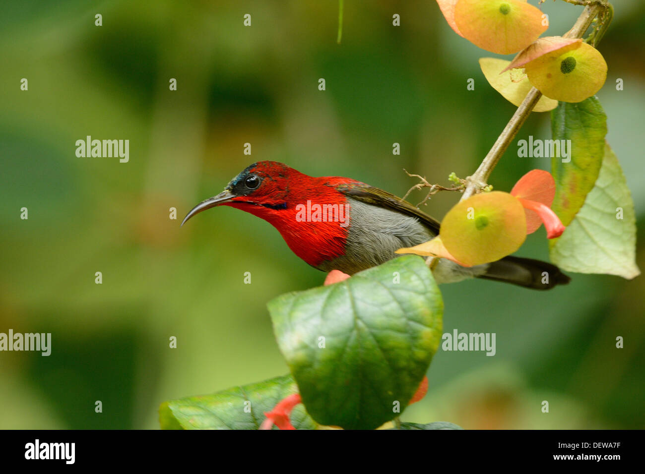 beautiful male Crimson Sunbird (Aethopyga siparaja) in Thai forest ...