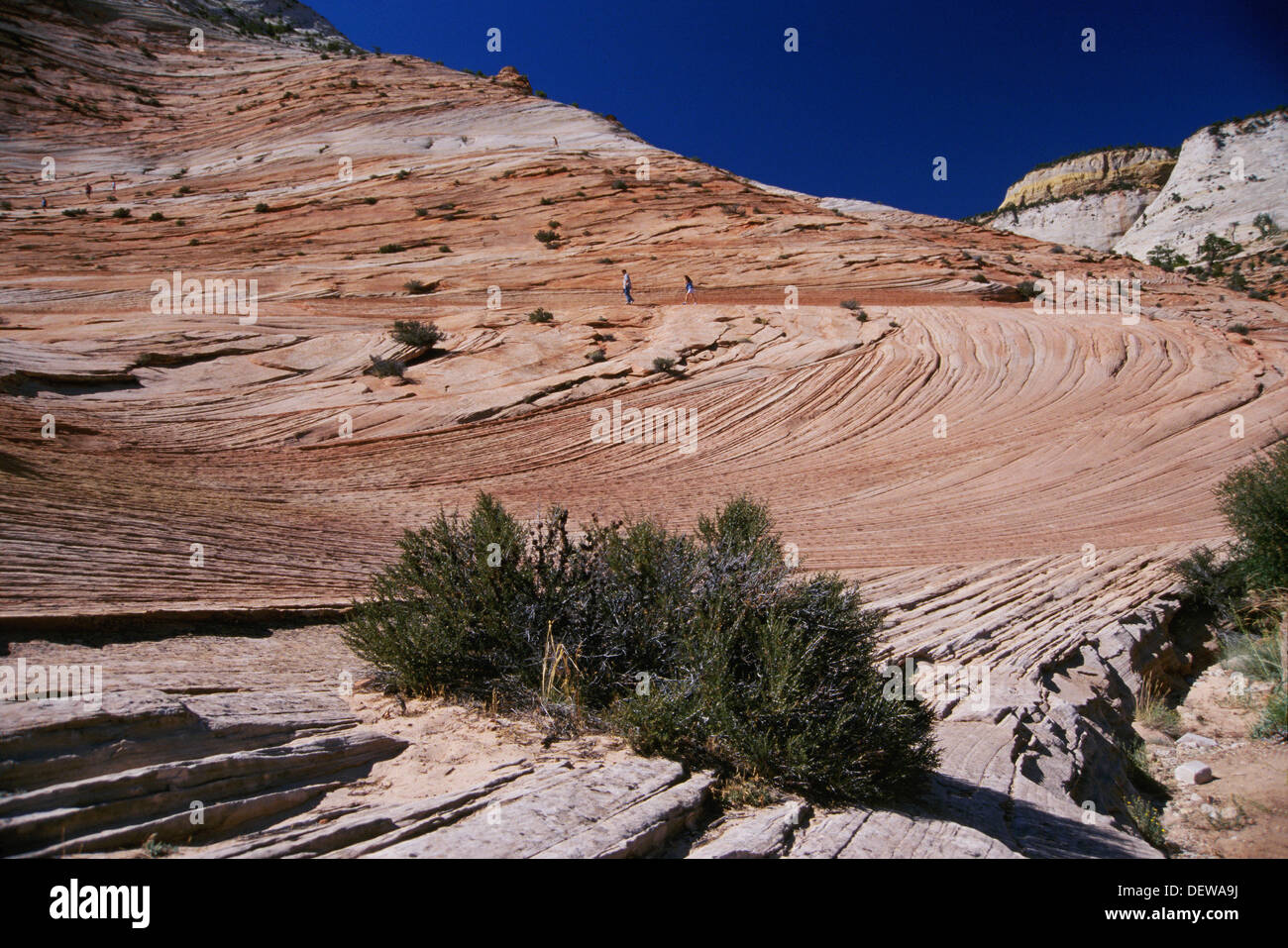 Mormon Tea (Ephedra viridis). Zion National Park. Utah. USA Stock Photo ...