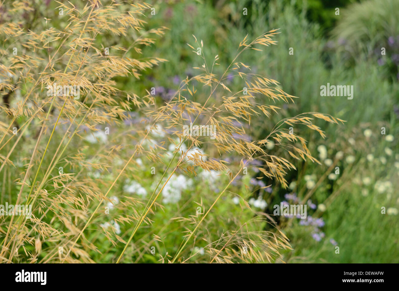 Giant feather grass (Stipa gigantea Stock Photo - Alamy