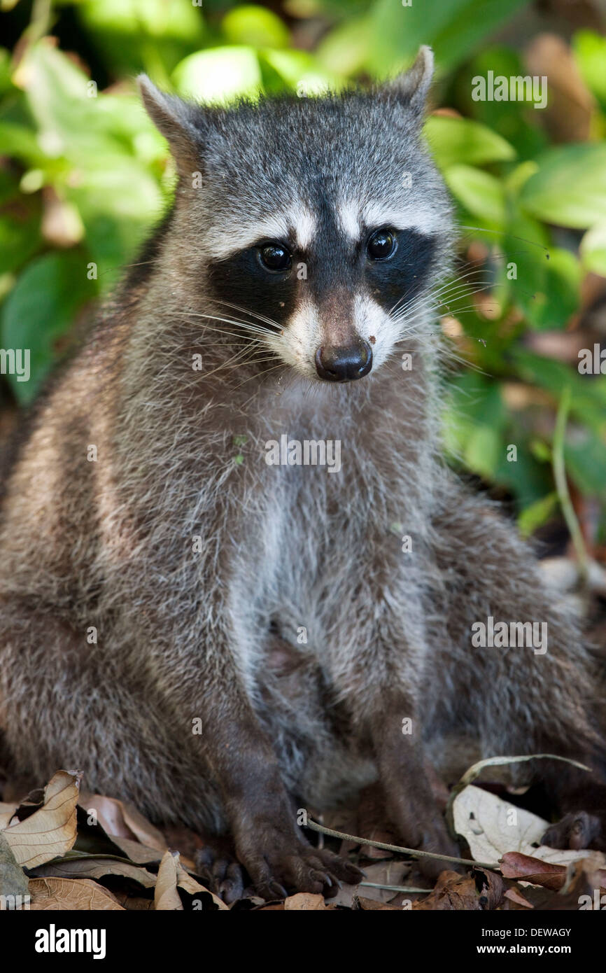 Costa Rican Raccoon High Resolution Stock Photography and Images - Alamy