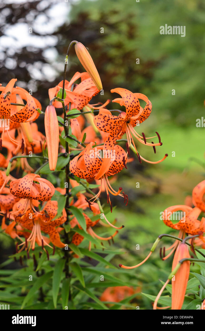 Lily Tigrinum Splendens High Resolution Stock Photography and Images ...