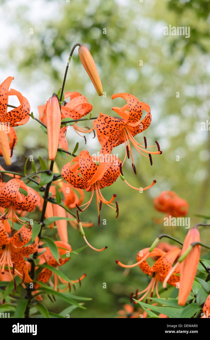 Tiger lily (Lilium lancifolium 'Splendens' syn. Lilium tigrinum ...